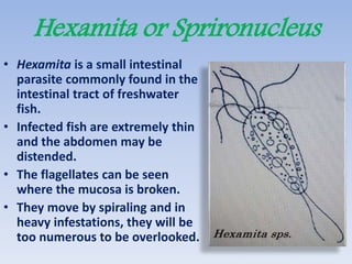 Protozoan disease of fishes | PPTX