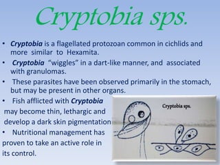 Protozoan disease of fishes | PPTX