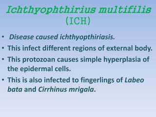 Protozoan disease of fishes | PPTX