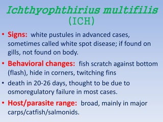 Protozoan disease of fishes | PPTX
