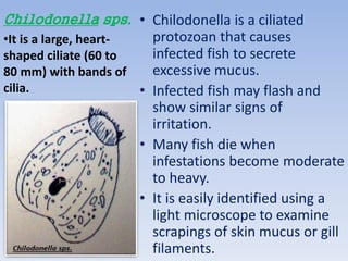 Protozoan disease of fishes | PPT