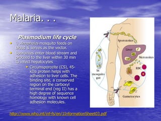 phylum Protozoa : Protozoan Diseases.ppt