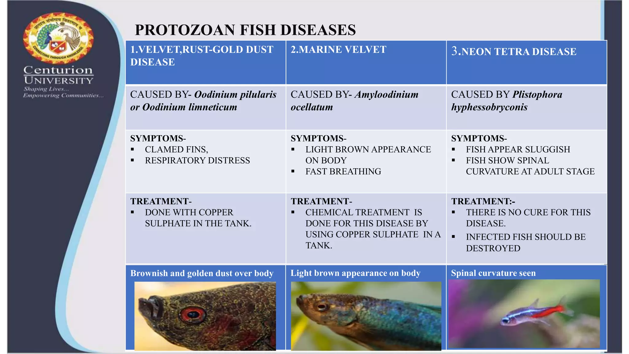 PROTOZOAN DISEASES IN FISH-52.pptx