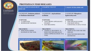 PROTOZOAN DISEASES IN FISH-52.pptx