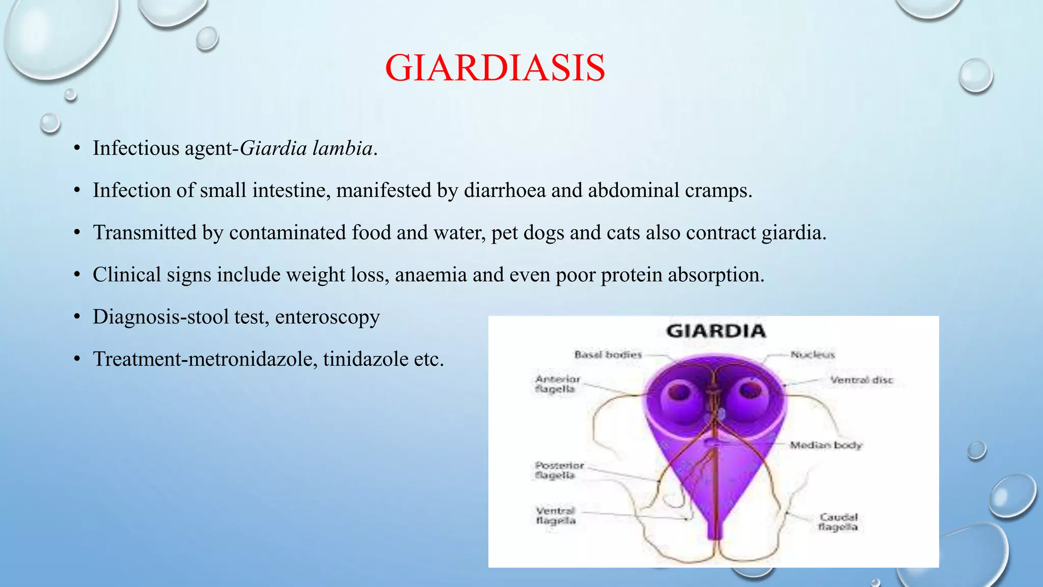 Protozoan diseases in human beings | PPTX