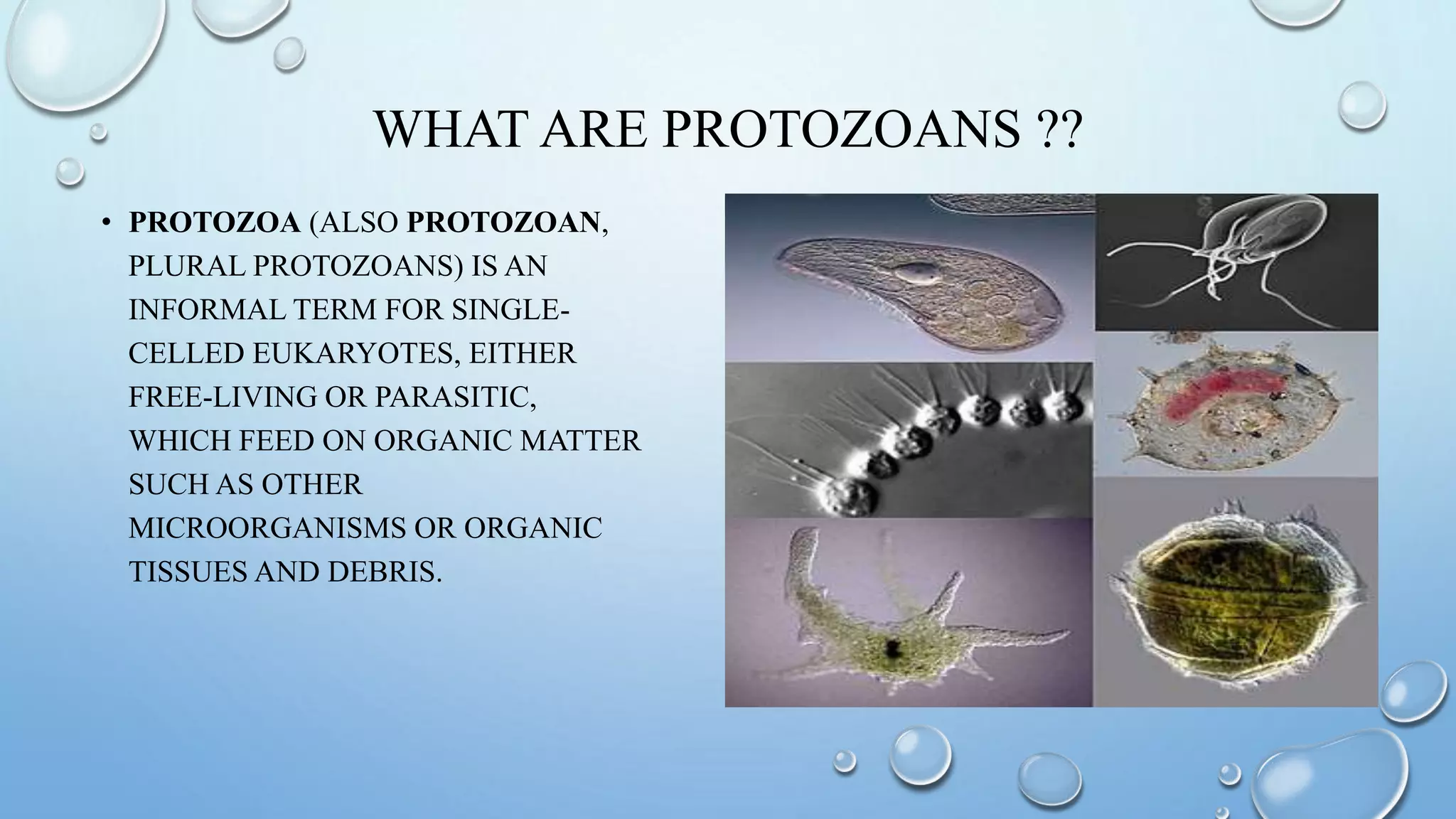 Protozoan diseases in human beings | PPTX