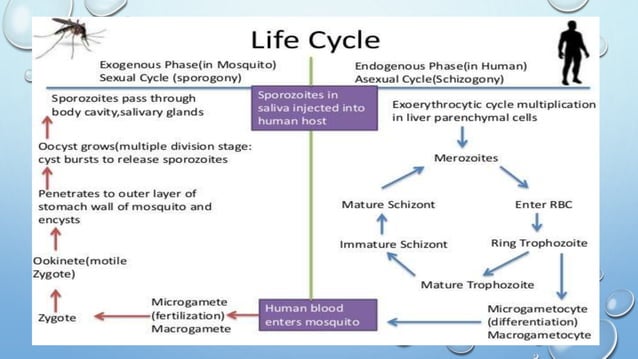 Protozoan diseases in human beings | PPTX | Infectious Diseases ...