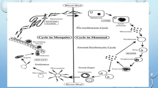Protozoan diseases in human beings | PPTX