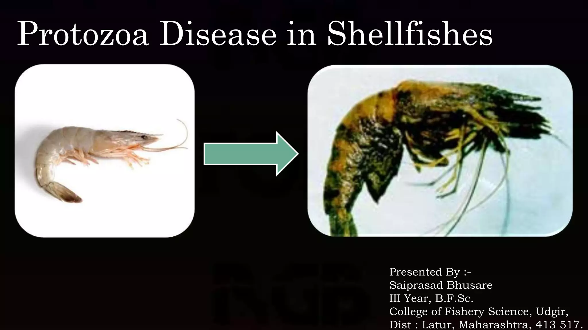 Protozoan diseases in shellfishes. | PPTX