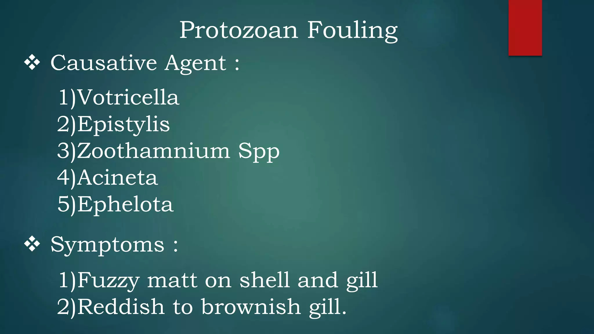 Protozoan diseases in shellfishes. | PPTX
