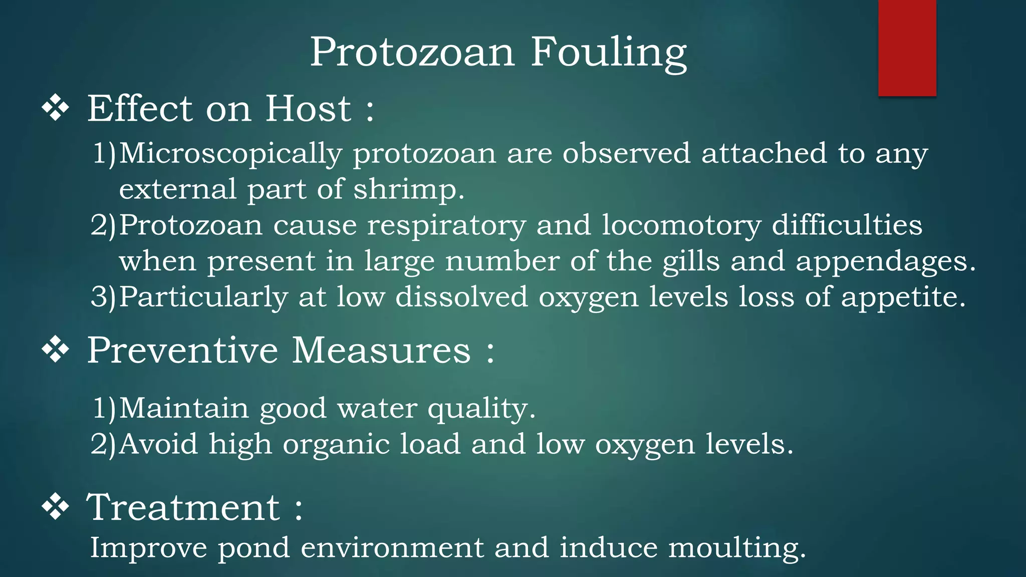Protozoan diseases in shellfishes. | PPTX