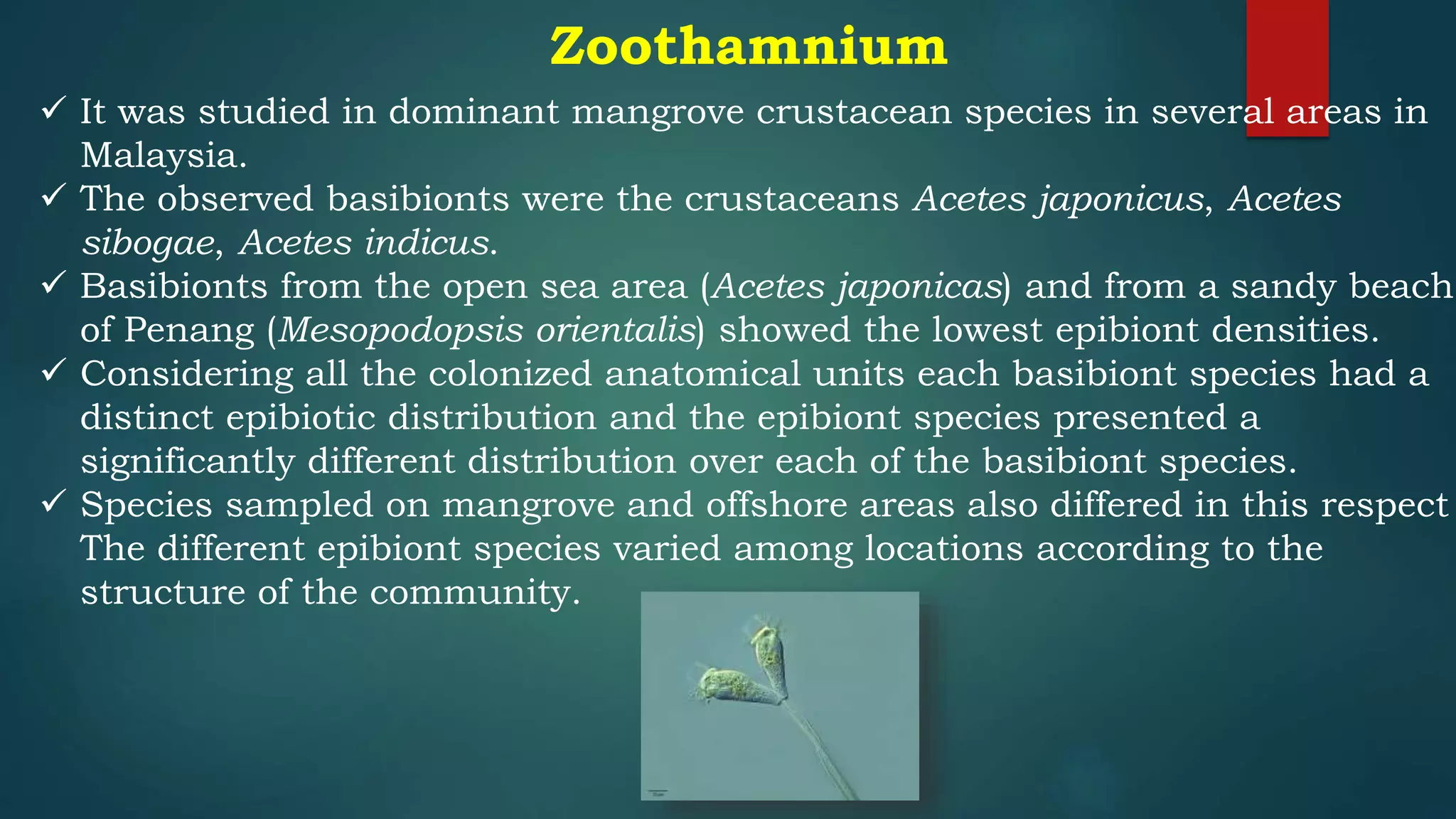 Protozoan diseases in shellfishes. | PPTX