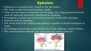 Protozoan diseases in shellfishes. | PPTX