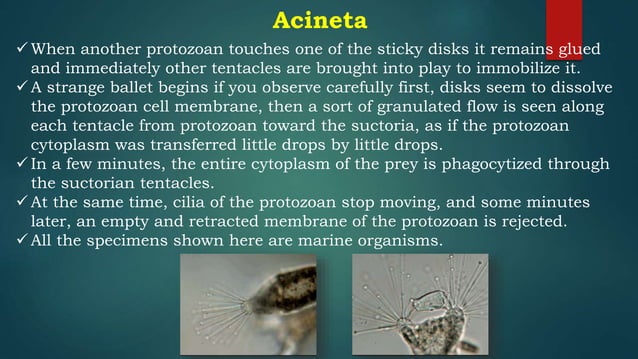 Protozoan diseases in shellfishes. | PPTX | Biological Sciences | Science