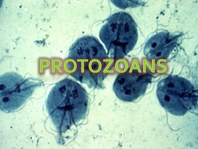Protozoan parasites