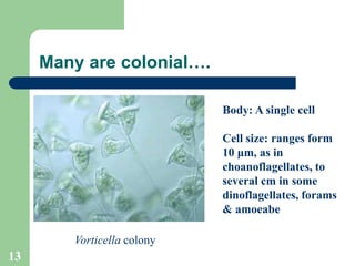 Protozoans For class_modified.ppt