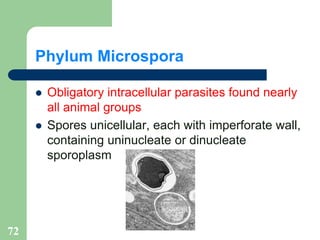 Protozoans For class_modified.ppt