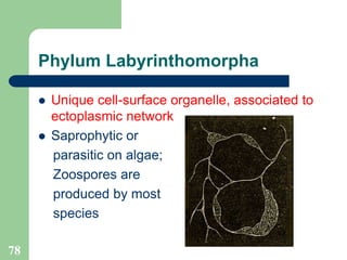 Protozoans For class_modified.ppt
