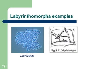 Protozoans For class_modified.ppt