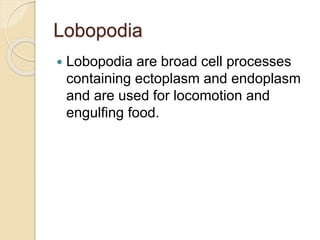 Protozoan taxonomy Animal diversity | PPTX