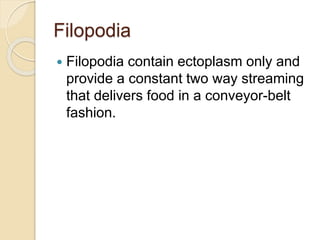 Protozoan taxonomy Animal diversity | PPTX