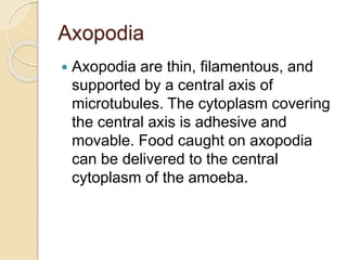 Protozoan taxonomy Animal diversity | PPTX