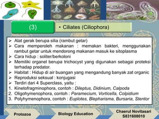 Protozoa PPT REVISI.pptx