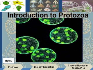 Protozoa PPT REVISI.pptx