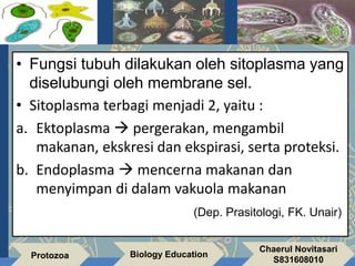 Protozoa PPT REVISI.pptx