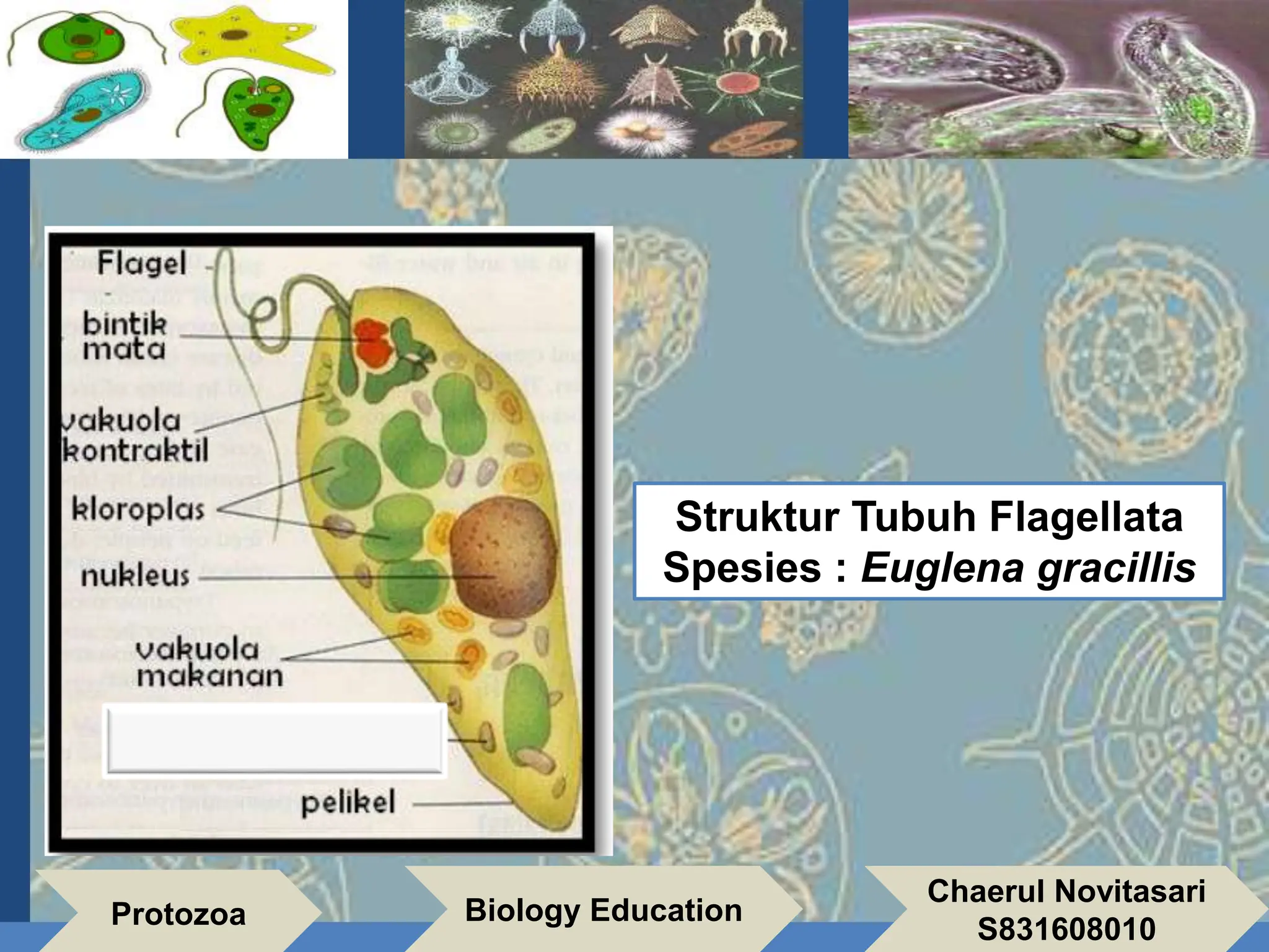 Protozoa PPT REVISIProtozoa PPT REVISIppt | PPT