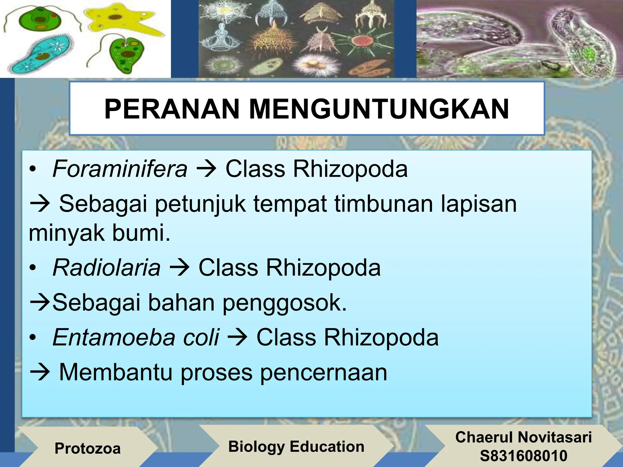 Protozoa PPT REVISIProtozoa PPT REVISIppt | PPT