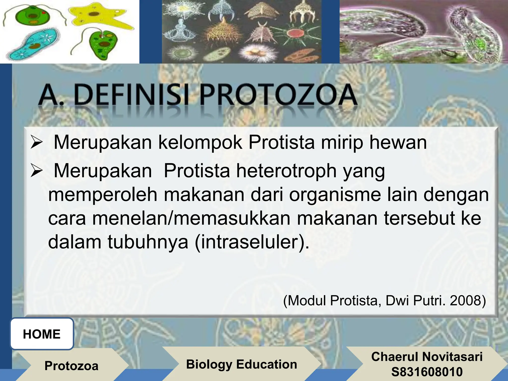 Protozoa PPT REVISIProtozoa PPT REVISIppt | PPT