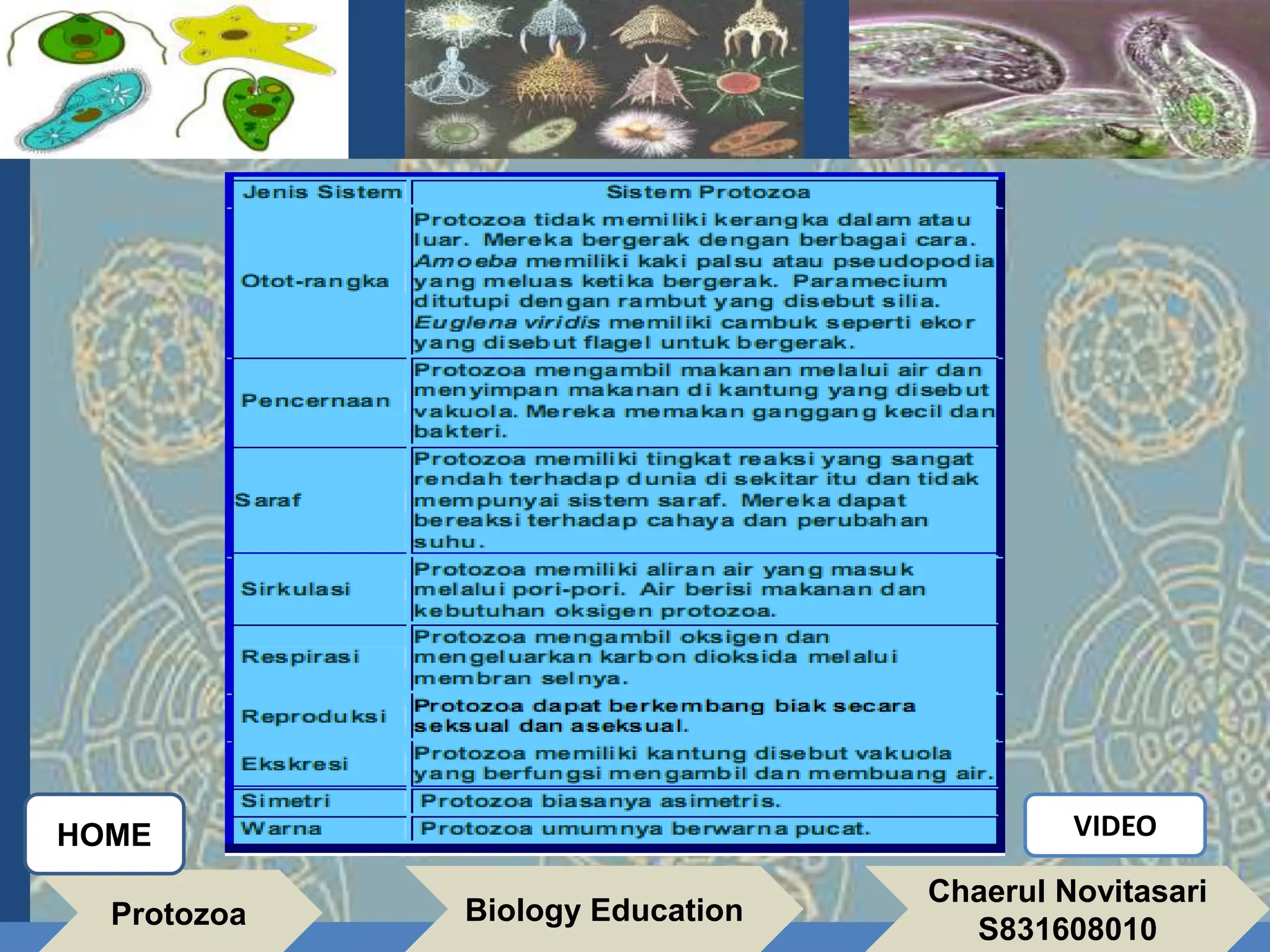 Protozoa PPT REVISIProtozoa PPT REVISIppt | PPT