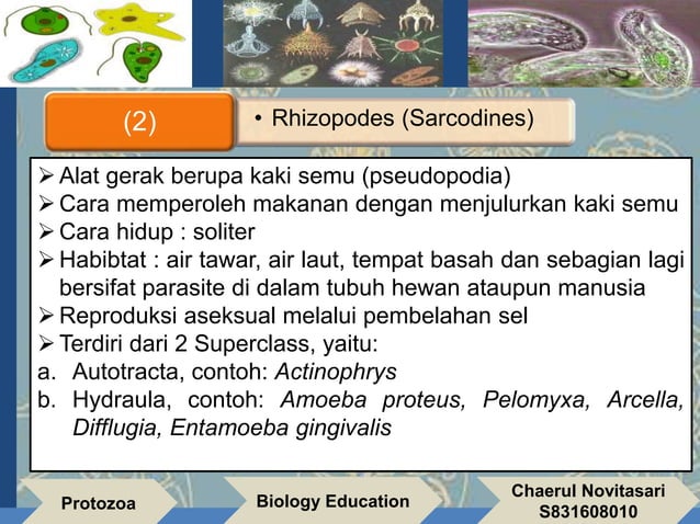 Protozoa PPT REVISIProtozoa PPT REVISIppt | PPT