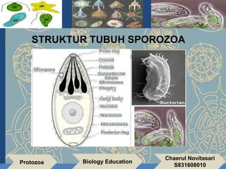 Protozoa PPT REVISIProtozoa PPT REVISIppt | PPT
