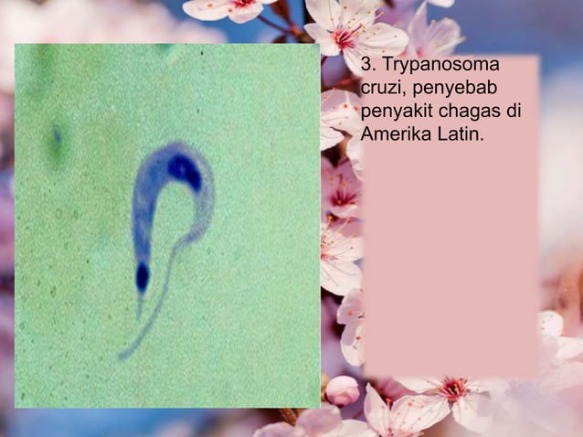 materi klasifikasi dan karakteristik protozoa | PPT