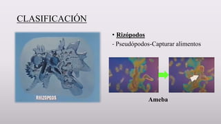 Reino:Protozoa (protozoarios) de Carlos David Tituaña Alvaro | PPTX