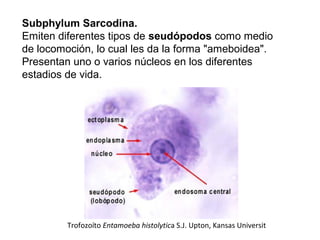 Protozoarios | PPT