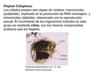 Protozoarios | PPT