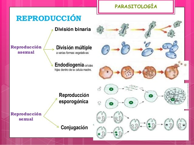Protozoarios