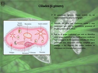 Protozoarios | PPTX