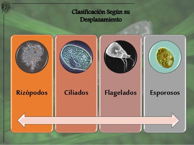 Protozoarios