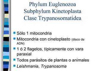 Protozoarios | PPT