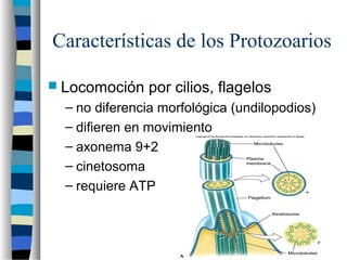 Protozoarios | PPT
