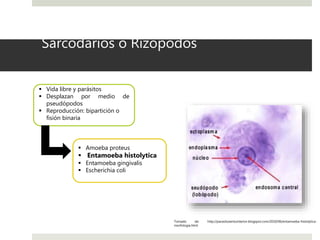 Protozoarios. | PPTX