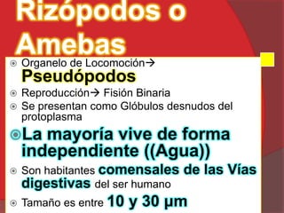 Protozoarios 1 | PPTX | Infectious Diseases | Diseases and Conditions