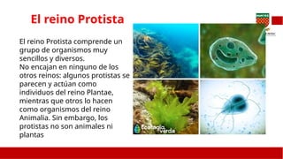 reino animalia reino protista protozooz y algas | PPTX