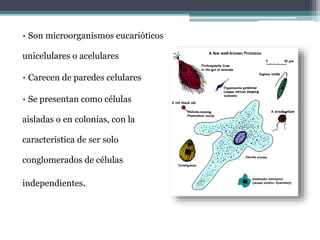 protozoarios 2013.pptx