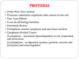 Protozoa Structure | PPT