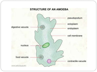 Protozoa Structure